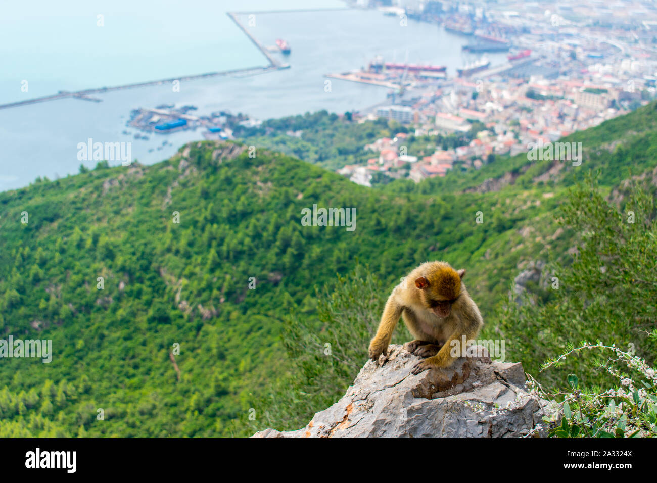 Macaca Sylvanus Singe De Barbarie Banque d'image et photos - Alamy