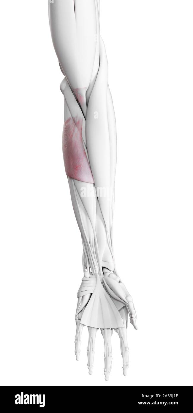 Aponévrose musculaire Banque de photographies et d’images à haute ...