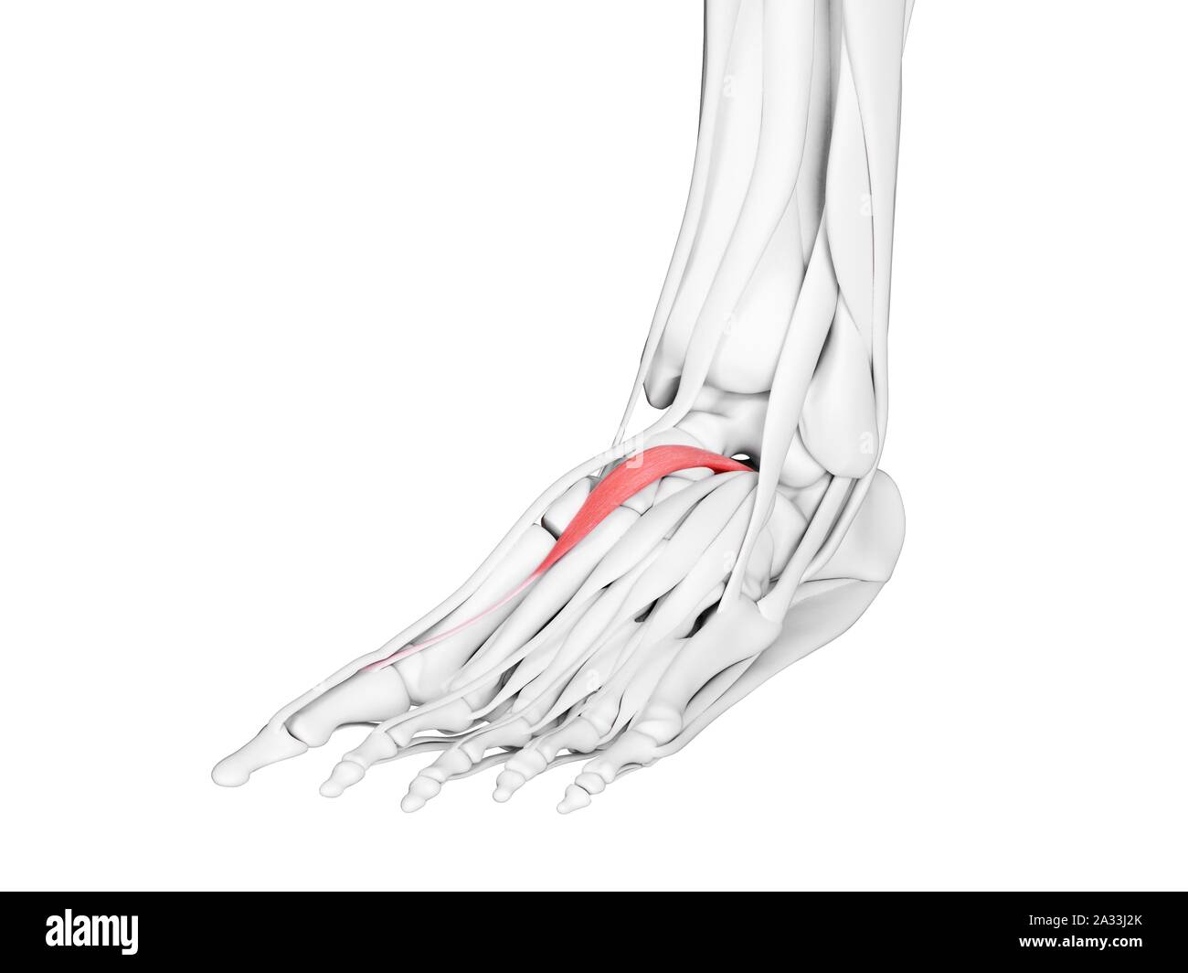 Extensor hallucis brevis Banque de photographies et d’images à haute ...