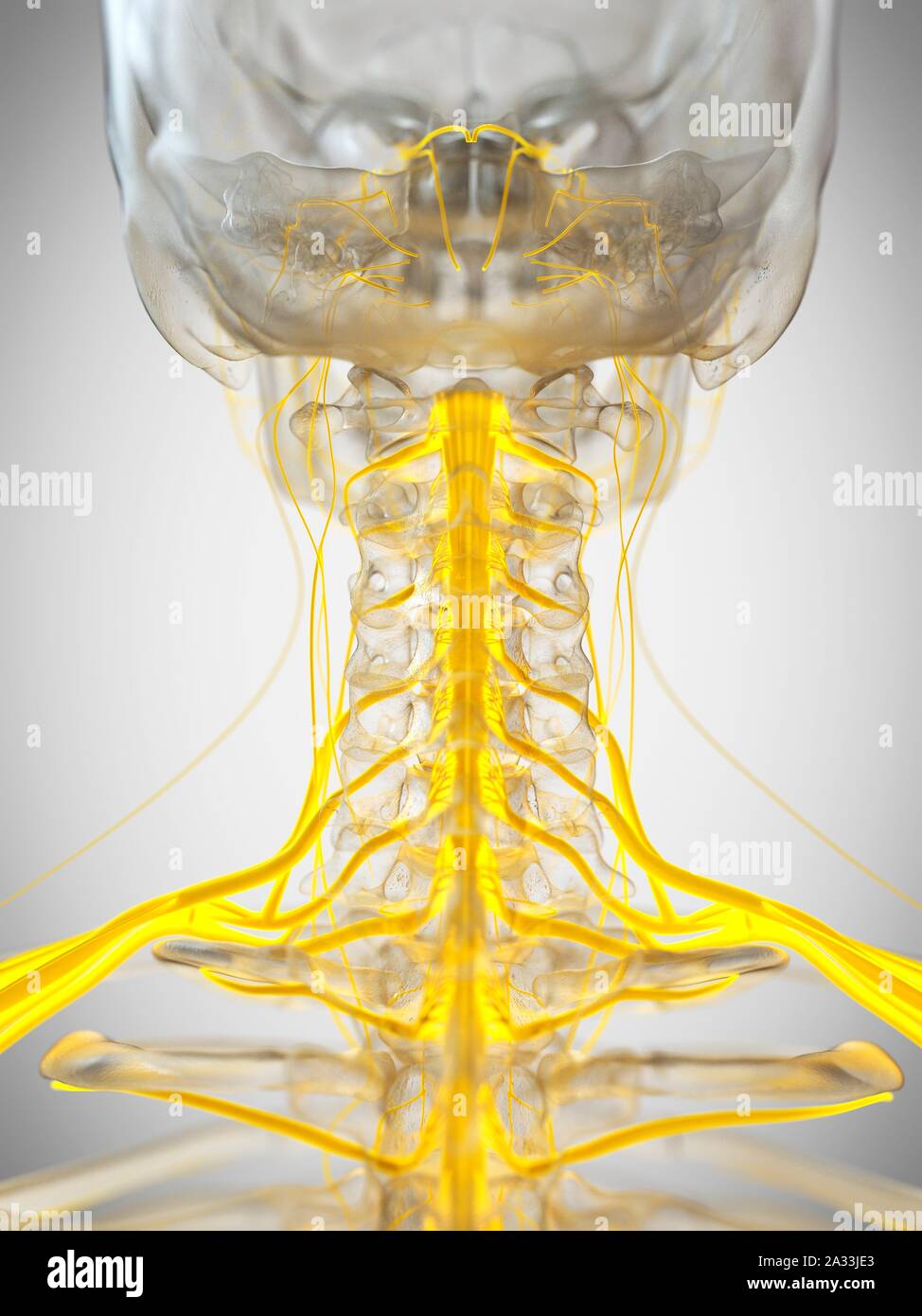 Anatomie du cou nerfs Banque de photographies et d’images à haute ...