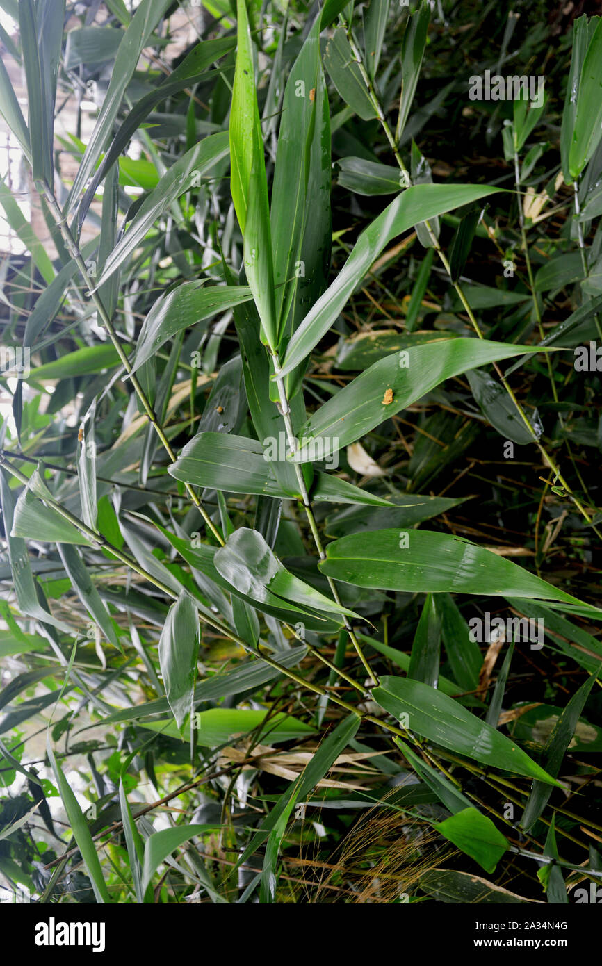 Feuille de bambusa vulgaris Banque de photographies et d’images à haute ...