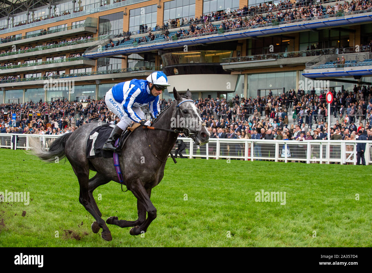 Cheval morando Banque de photographies et d’images à haute résolution ...