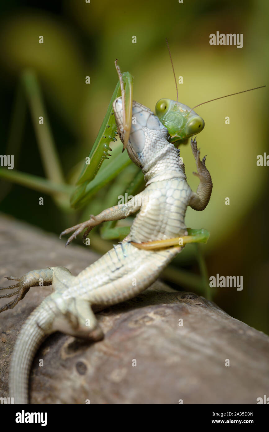 Praying mantis mantis religiosa eating Banque de photographies et d ...