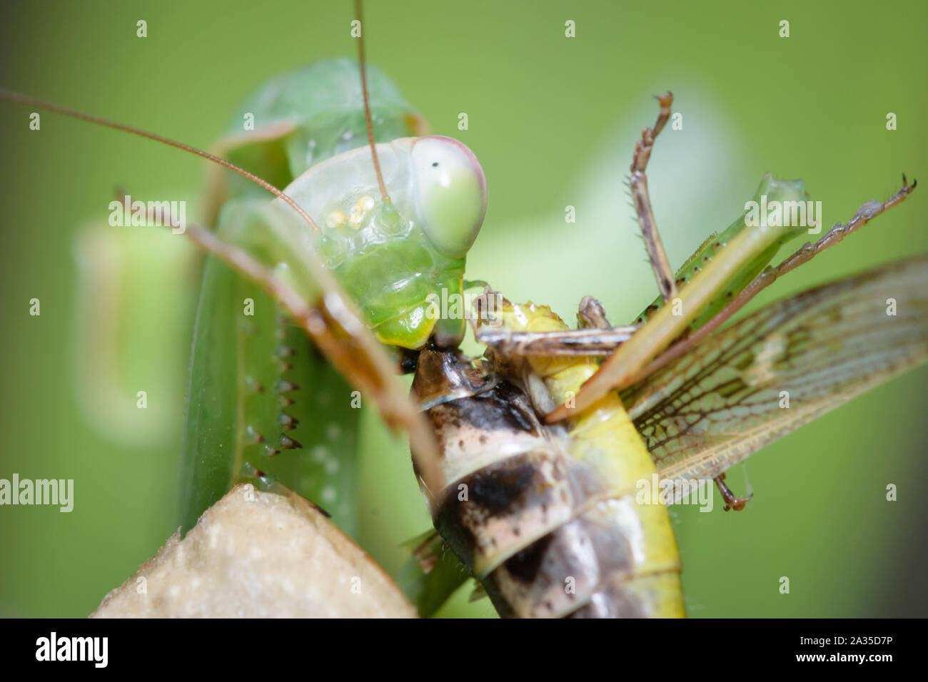 Praying Mantis Mantis Religiosa Eating Banque d'image et photos - Alamy