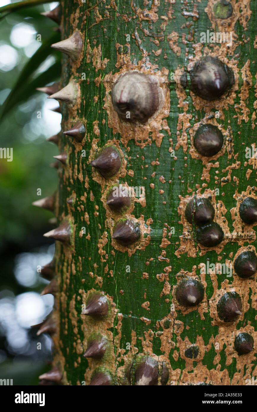 Ceiba speciosa tronc Banque de photographies et d’images à haute ...
