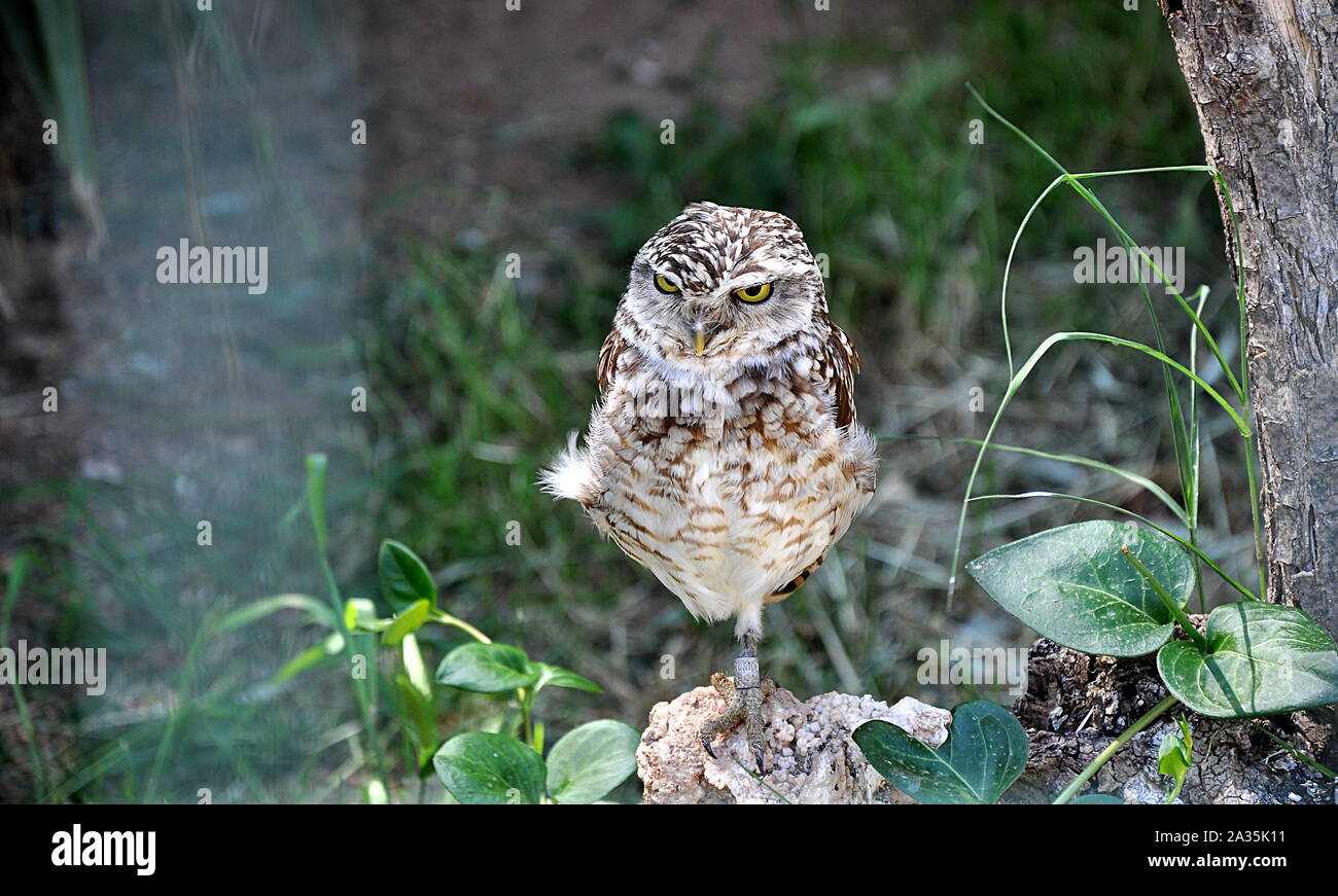 Jeune chouette Banque de photographies et d’images à haute résolution ...