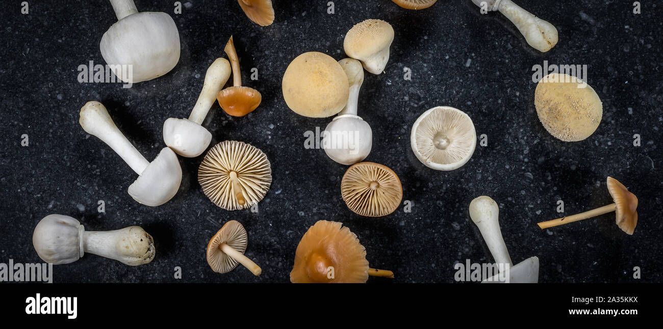 Champignons fond blanc Banque de photographies et d’images à haute ...