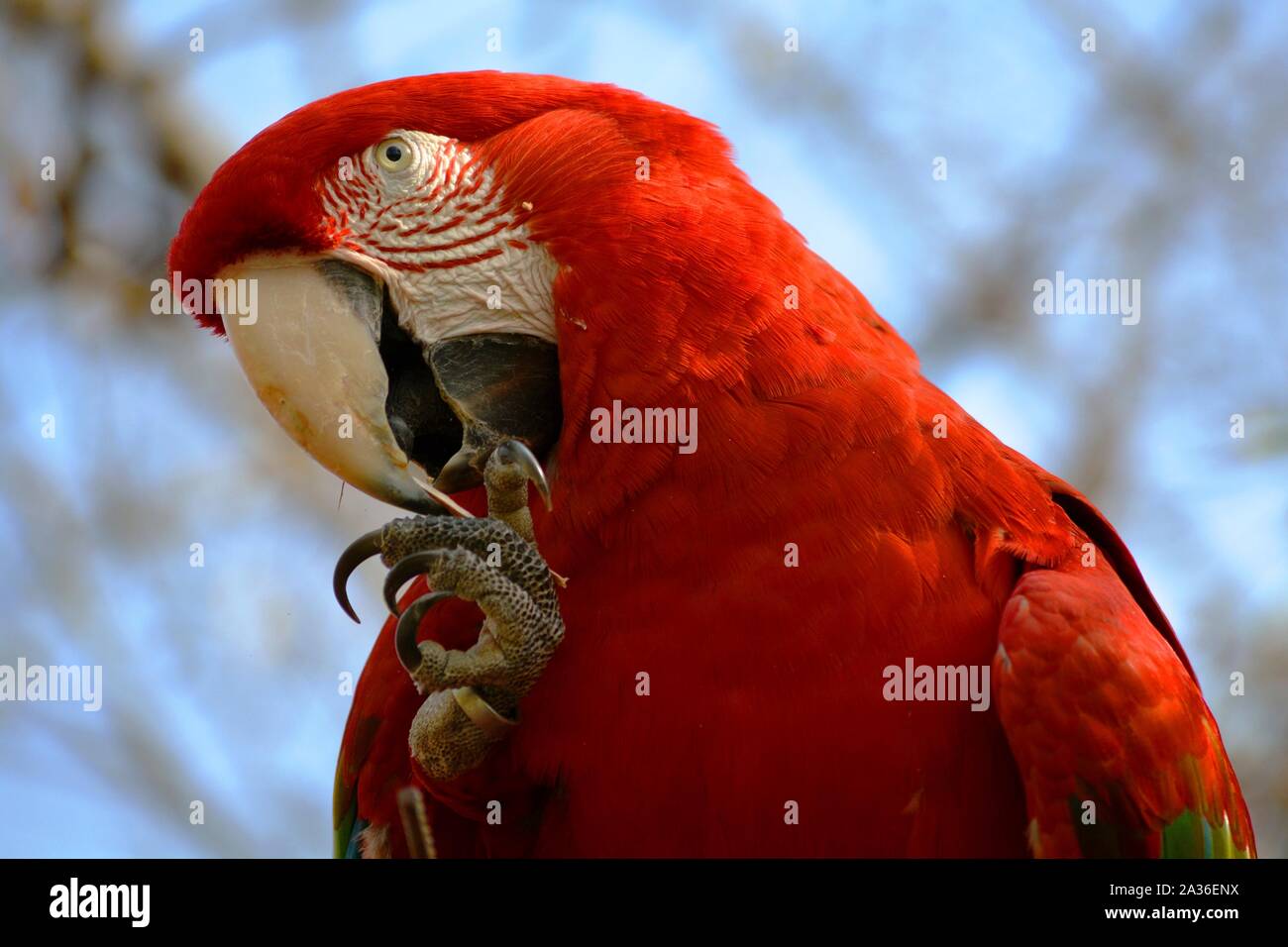 Le portrait d'un perroquet rouge qui se mord la nail Photo Stock - Alamy