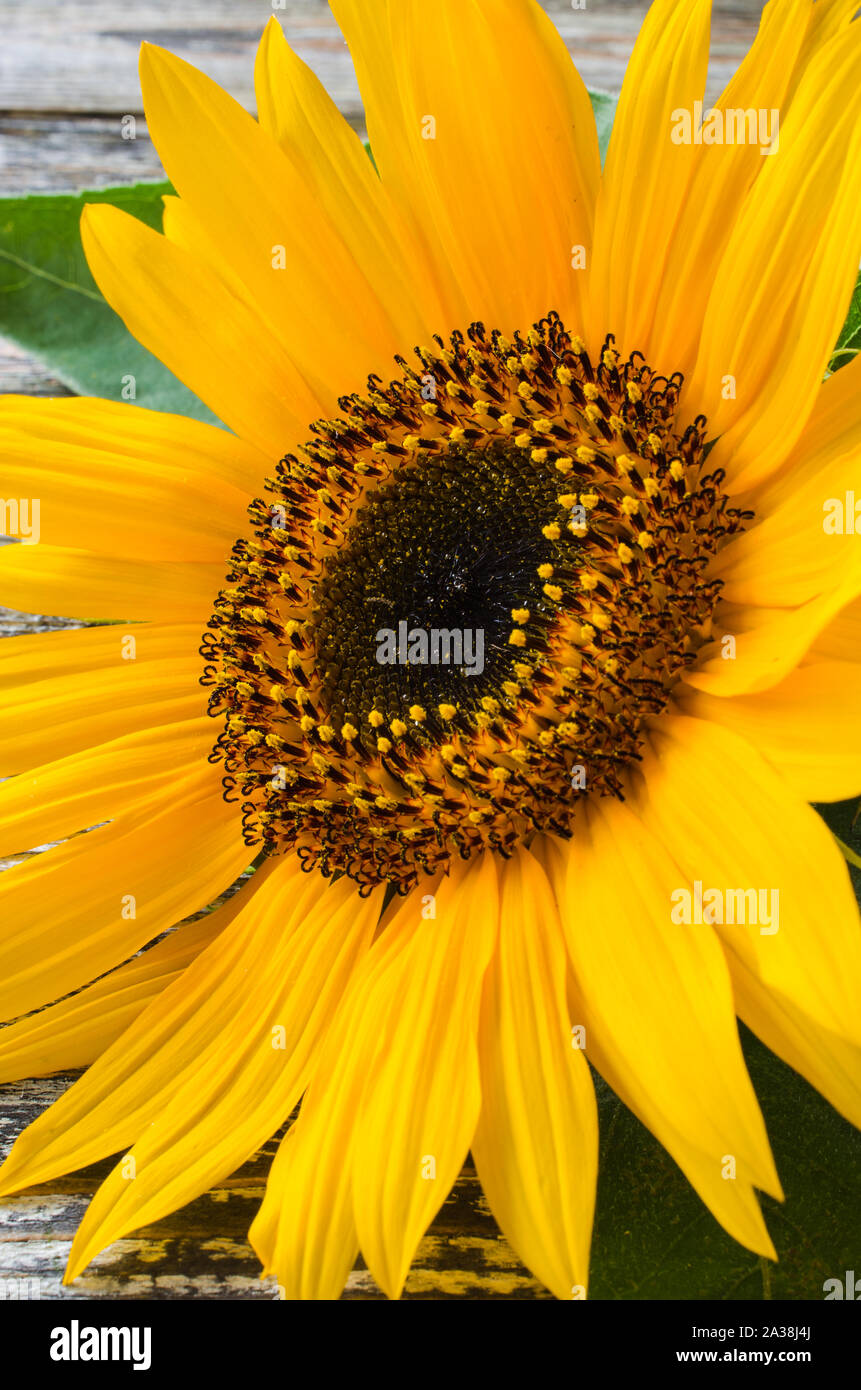 Planche botanique tournesol Banque de photographies et d’images à haute ...