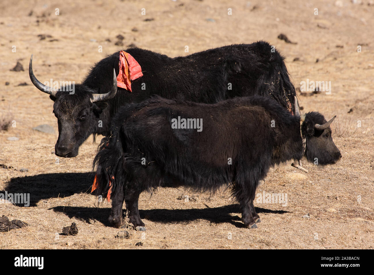 Tibet Yak Animal Banque d'image et photos - Alamy