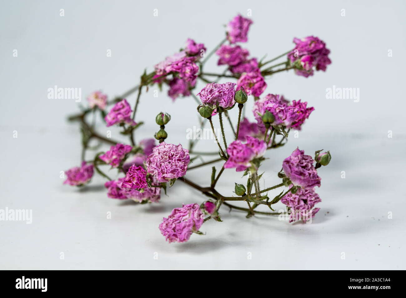 Bouton de rose sec sur fond blanc Banque de photographies et d’images à ...