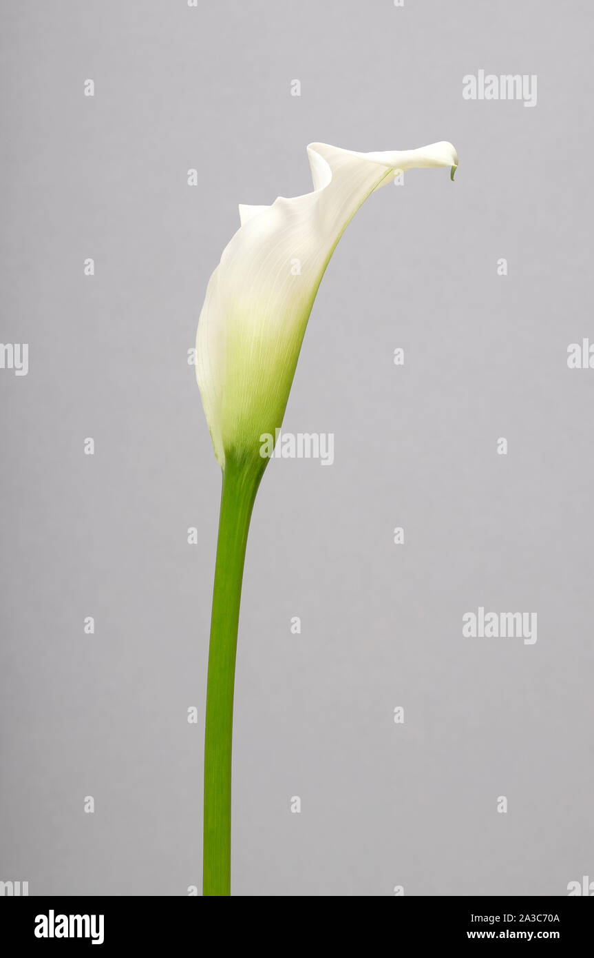 Fleur de lys blanc Banque de photographies et d’images à haute résolution - Alamy