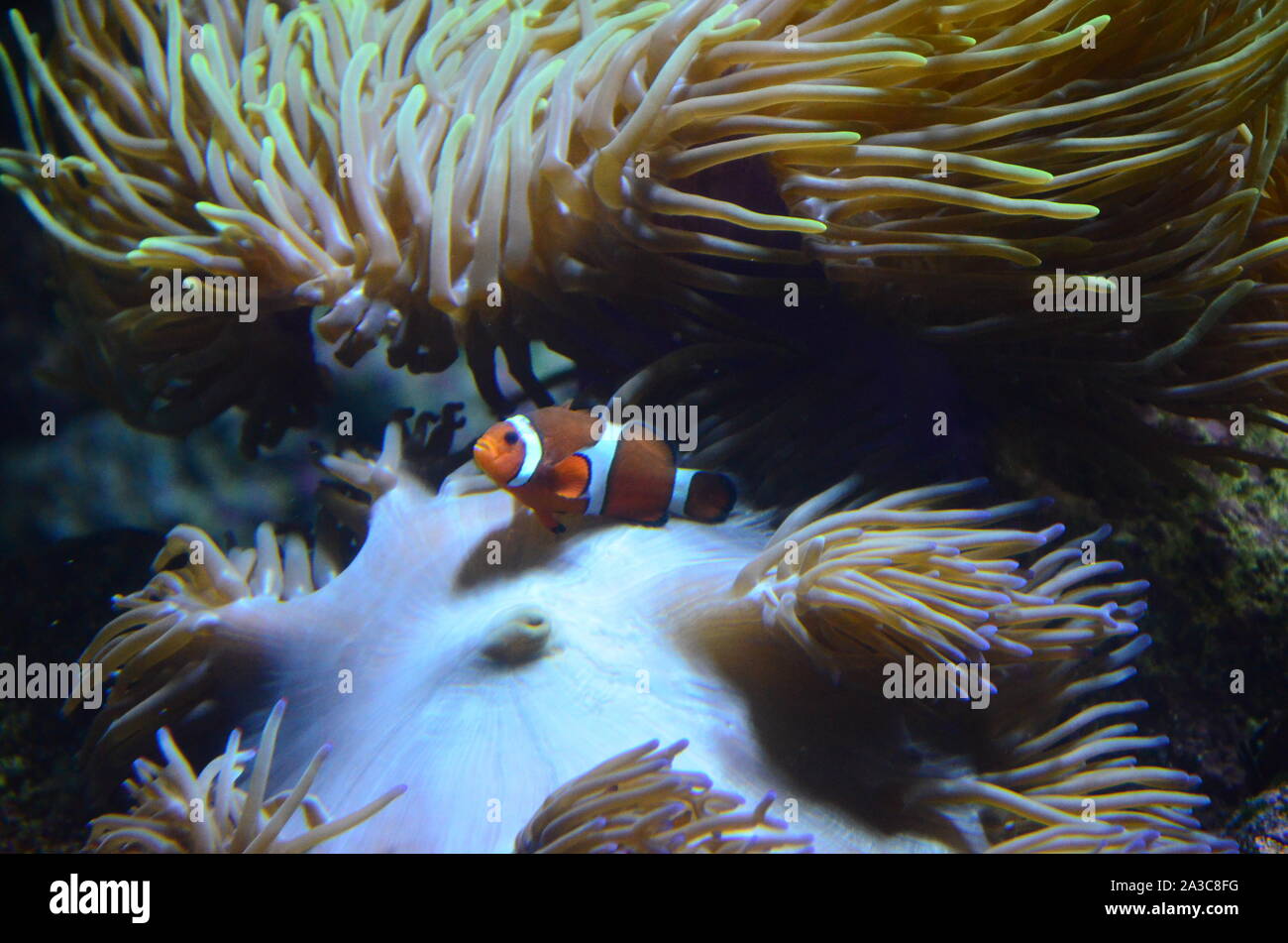 Poisson nemo Banque de photographies et d’images à haute résolution - Alamy