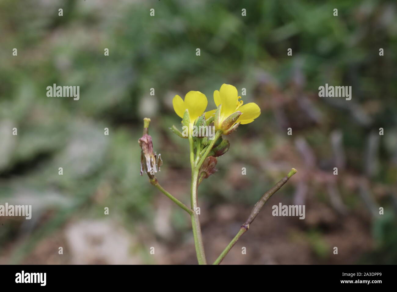 Diplotaxis muralis Banque de photographies et d’images à haute résolution - Alamy