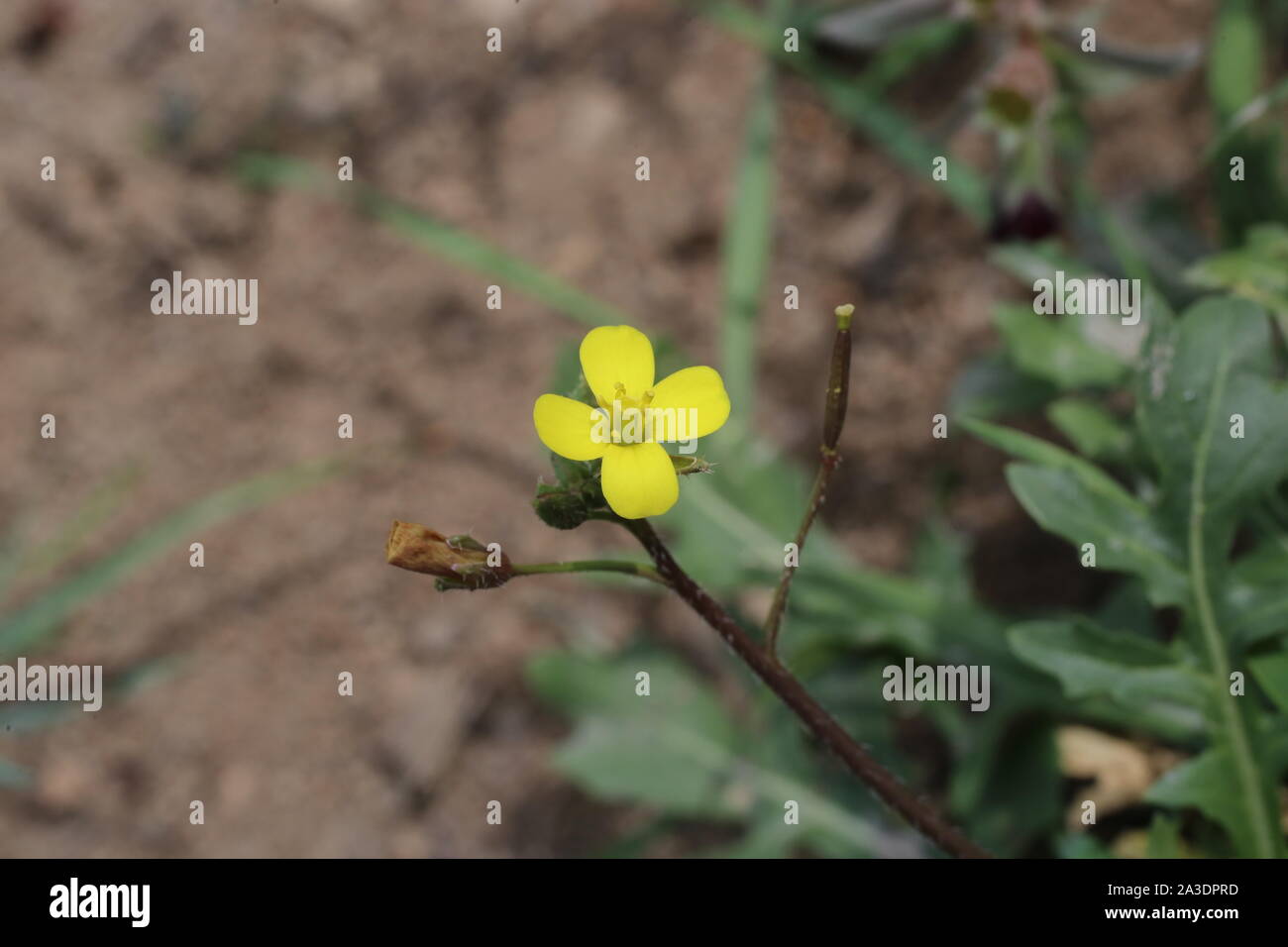 Diplotaxis muralis Banque de photographies et d’images à haute ...