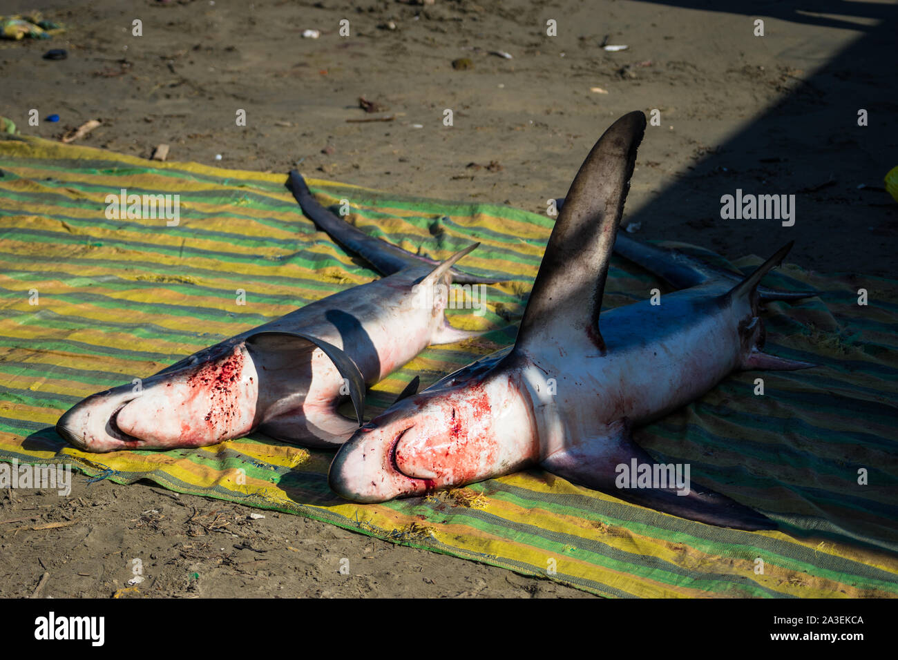 Ailerons de requins Banque de photographies et d’images à haute ...