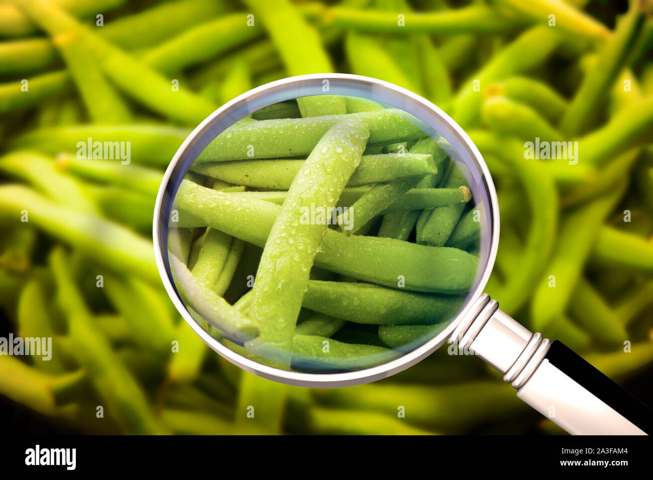 Le contrôle de la qualité de fraîcheur haricots verts - HACCP (analyse ...