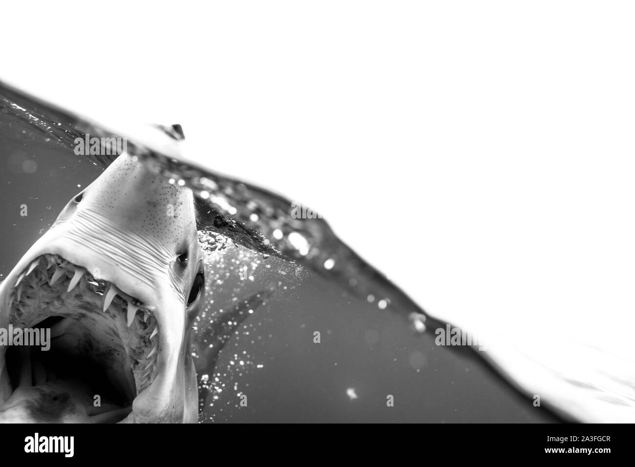 Morsures de requin Banque d'images noir et blanc - Alamy