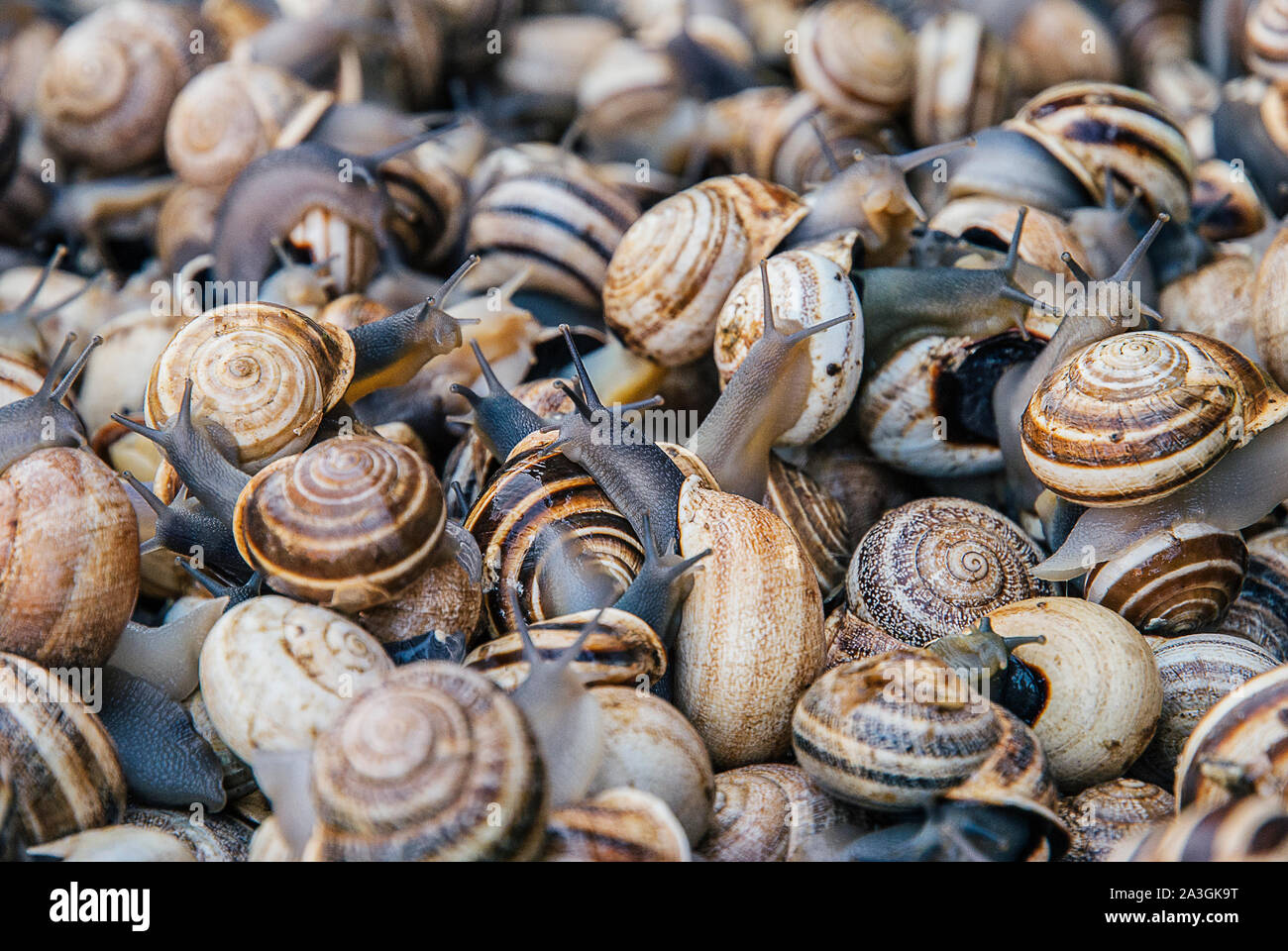 Escargots de marrakech Banque de photographies et d’images à haute ...