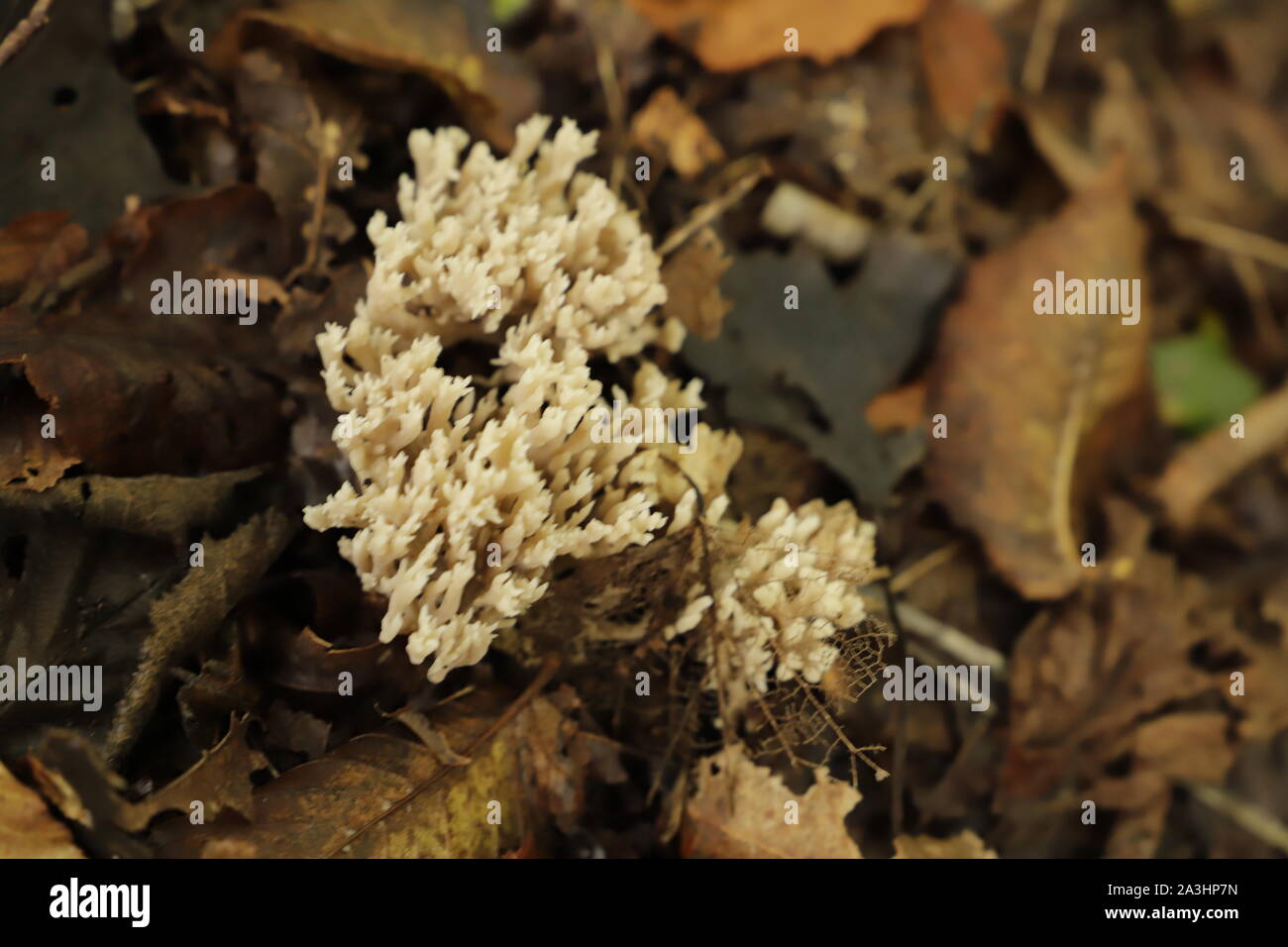 Champignon Corail Blanc Banque d'image et photos - Alamy
