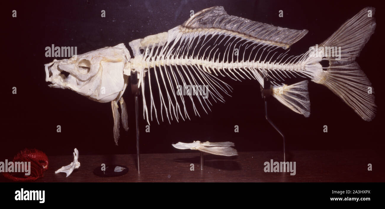 Squelette de poisson (carpe), l'anatomie en détail Photo Stock - Alamy