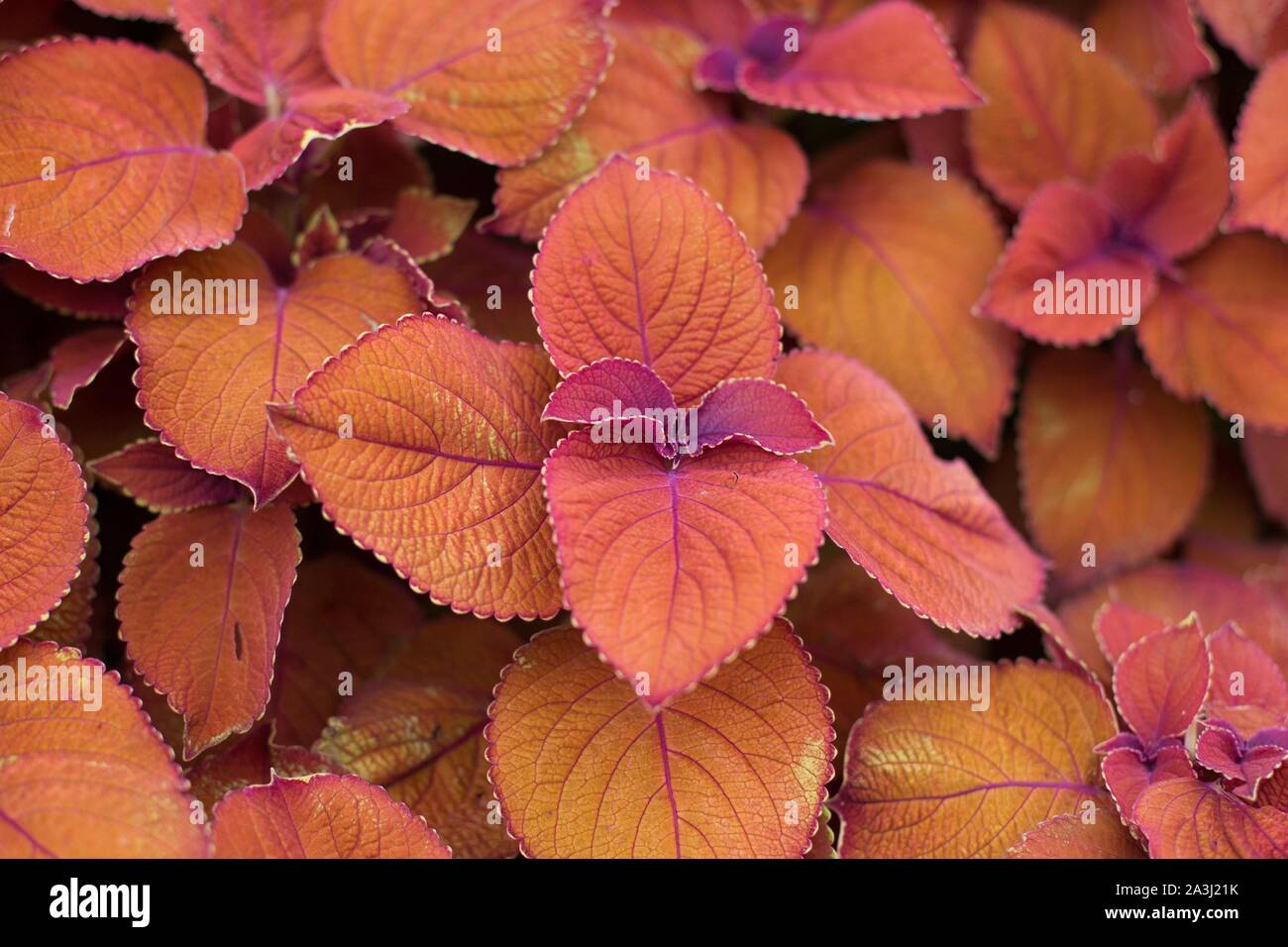 Coleus sedona Banque de photographies et d’images à haute résolution ...