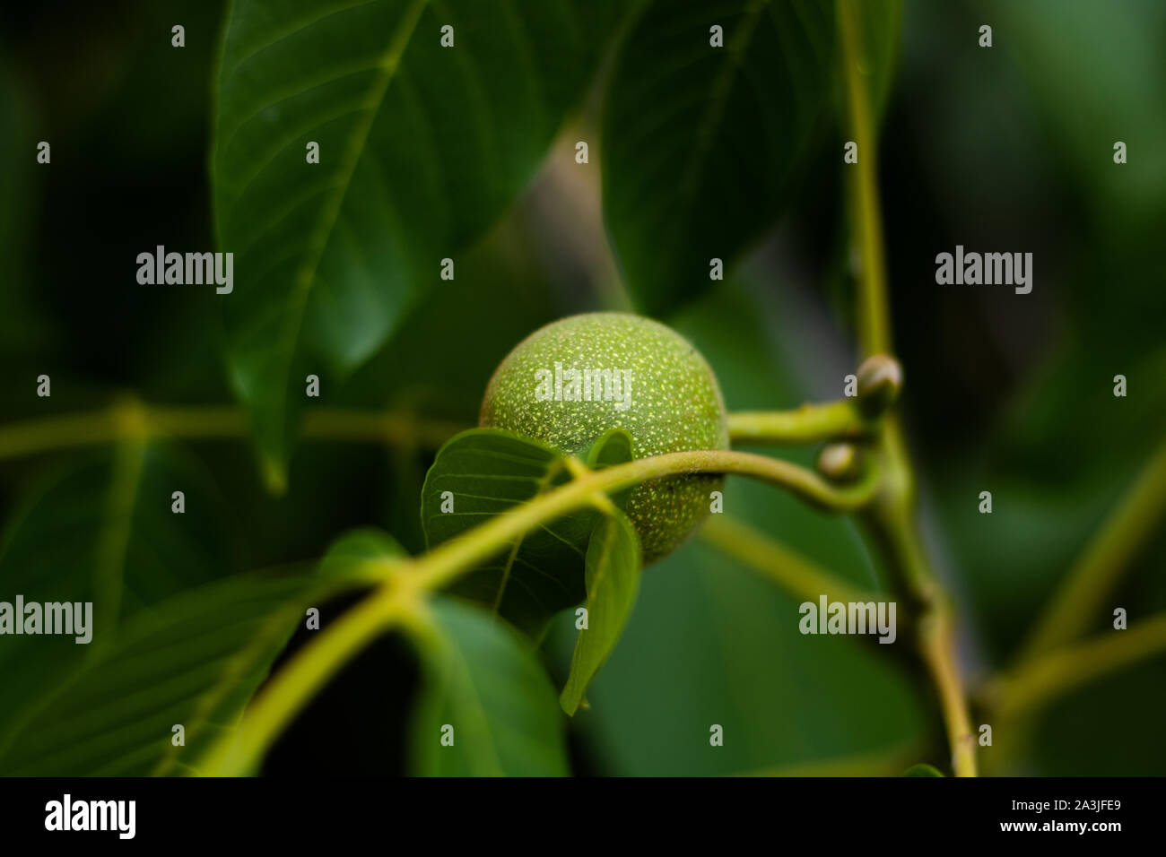 Noix qui poussent sur un arbre Banque de photographies et d’images à ...