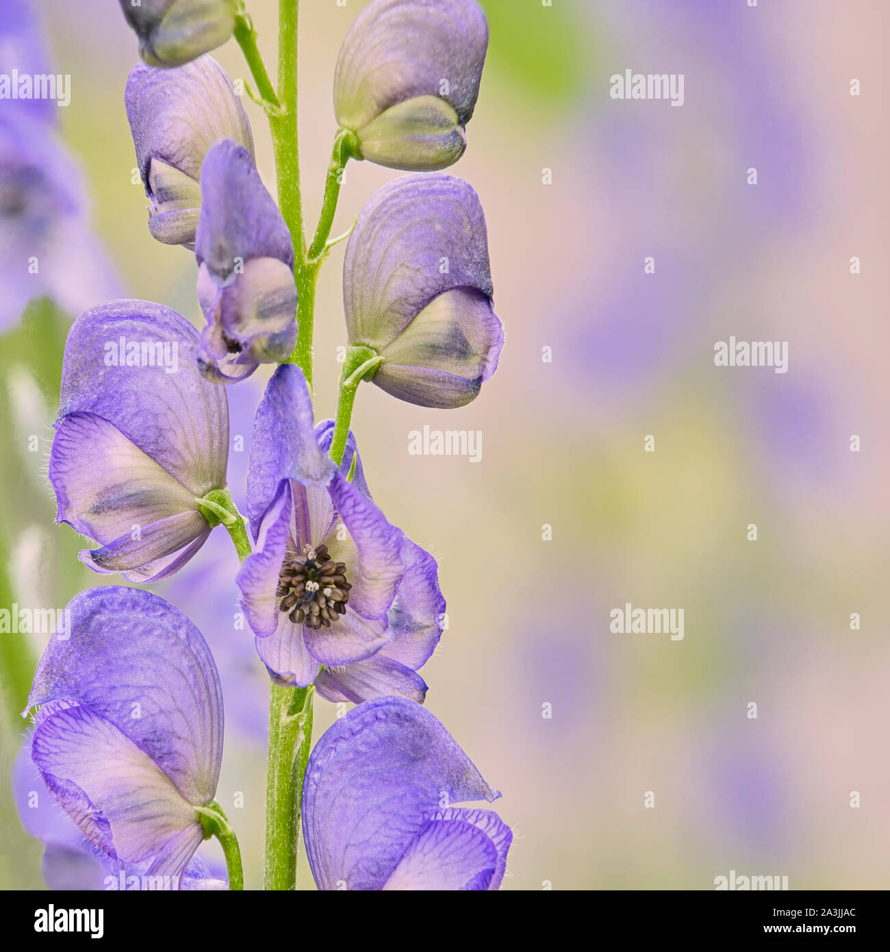 L'Aconitum napellus monkshood appelé wolfsbane ou est une très belle ...