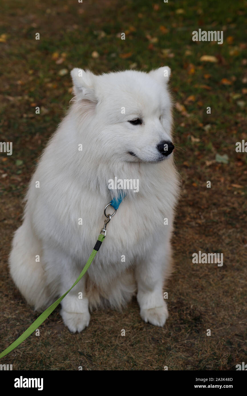 Portrait d'un grand chien Samoyède blanc moelleux, c'est un amical ...