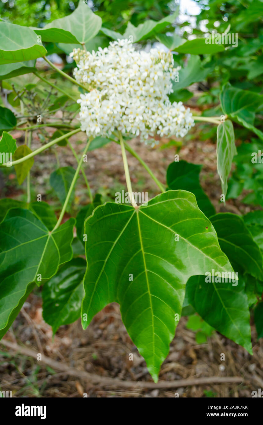 Candlenut tree Banque de photographies et d’images à haute résolution ...