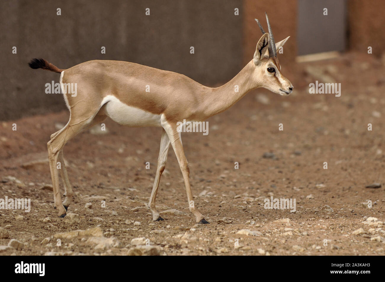Cerf arabe Banque de photographies et d’images à haute résolution - Alamy