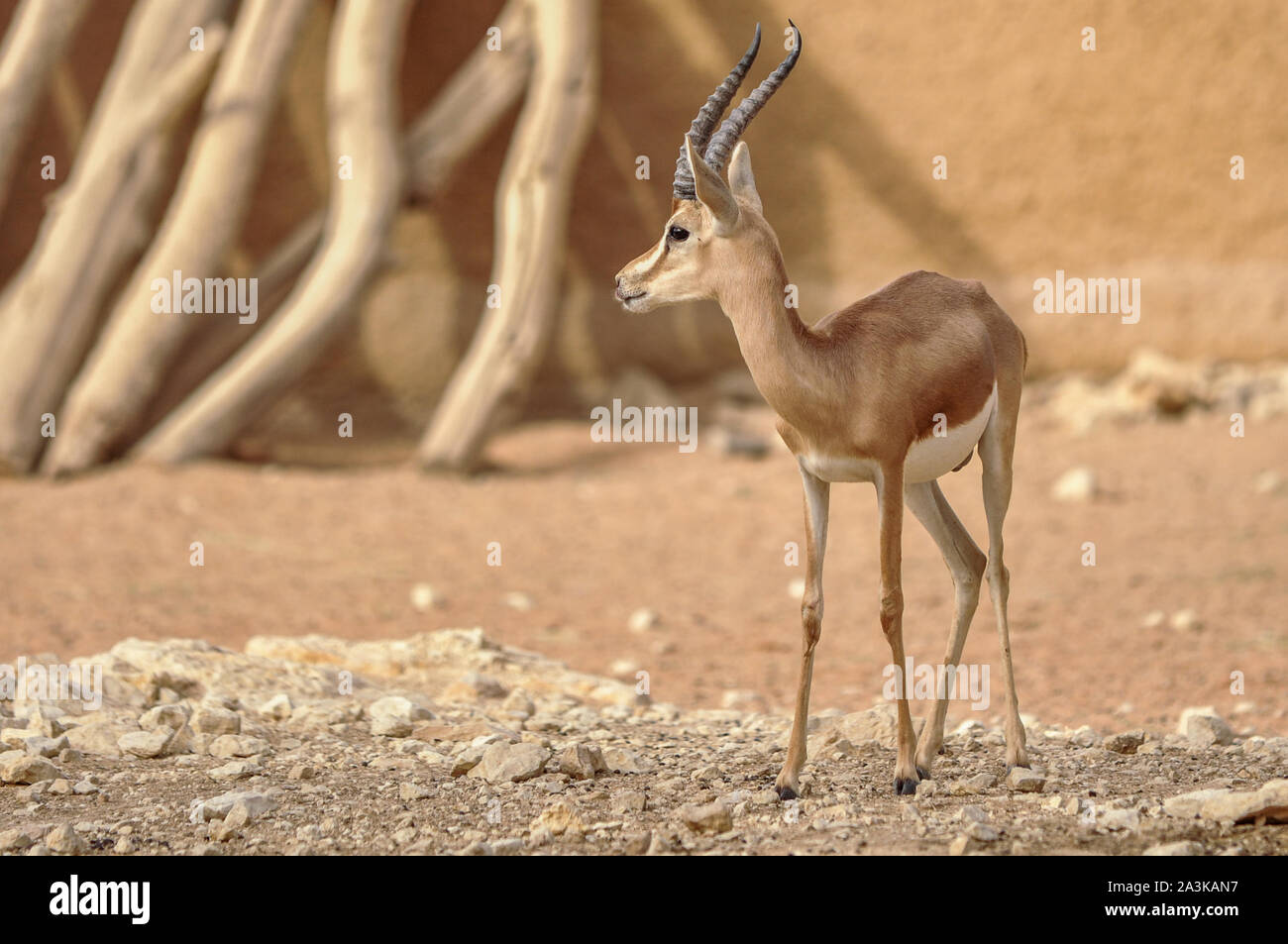 Cerf arabe Banque de photographies et d’images à haute résolution - Alamy