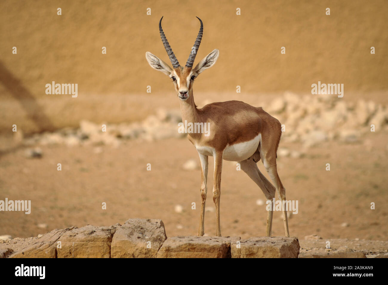 Cerf arabe Banque de photographies et d’images à haute résolution - Alamy