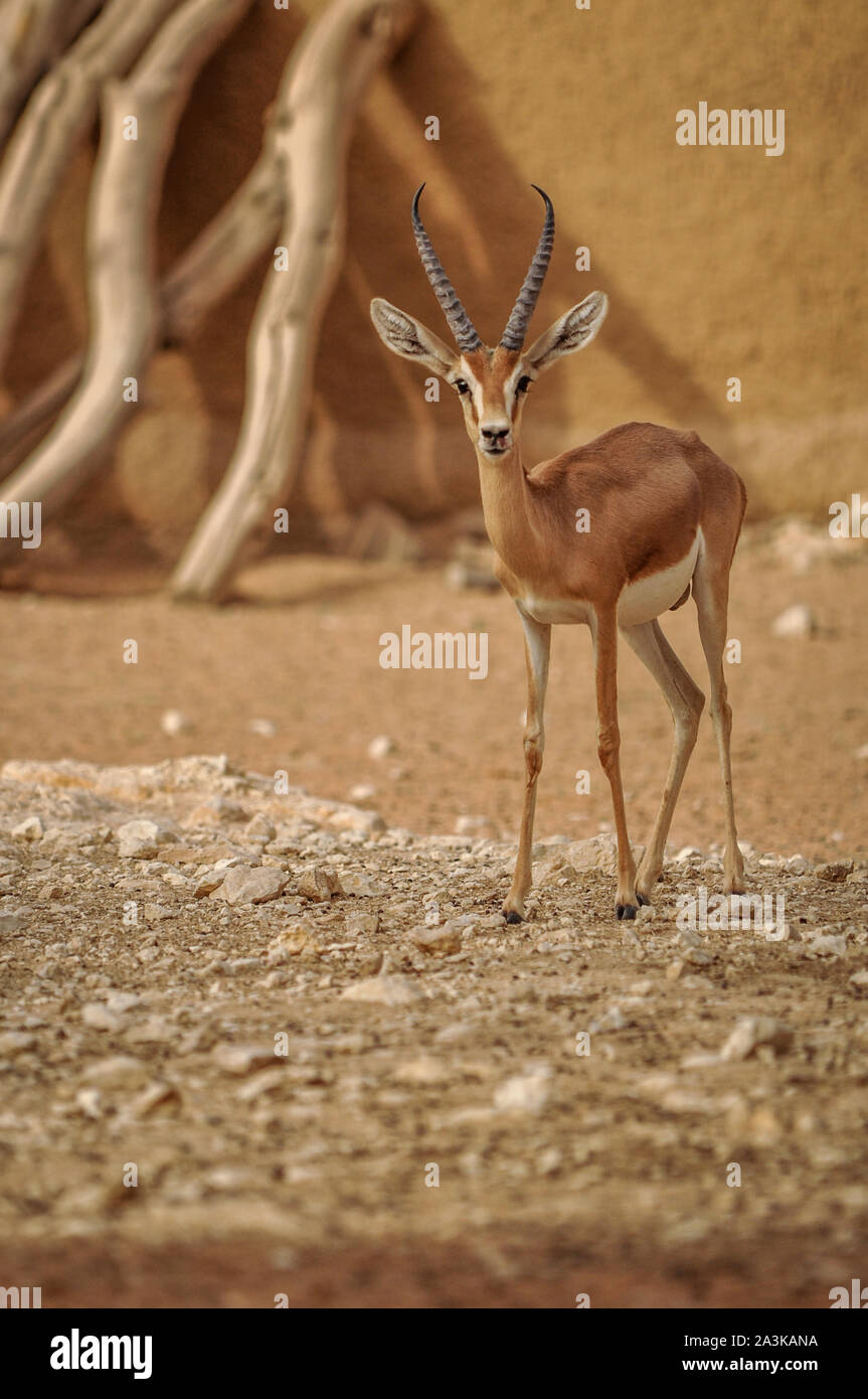 Cerf arabe Banque de photographies et d’images à haute résolution - Alamy