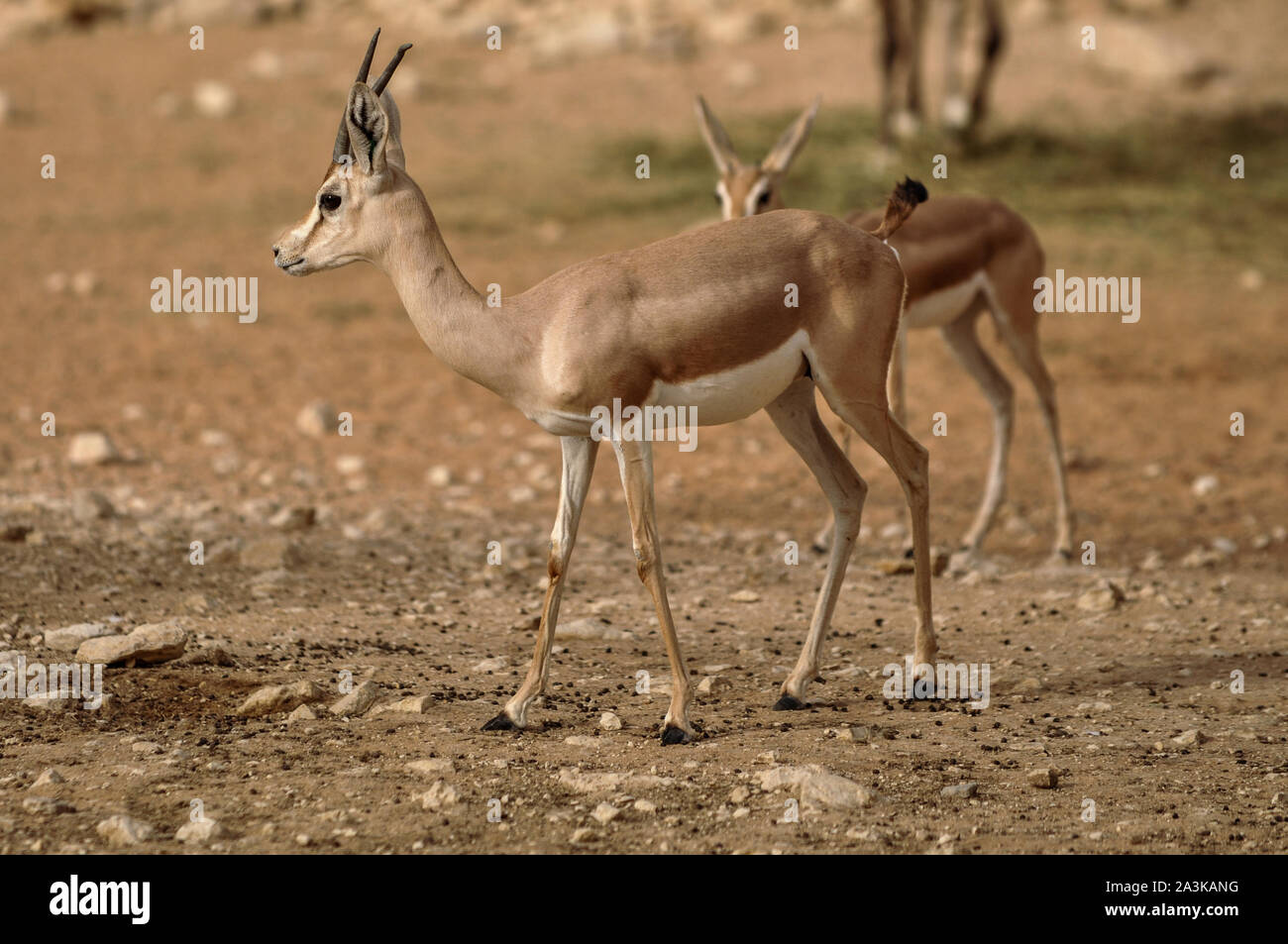 Cerf arabe Banque de photographies et d’images à haute résolution - Alamy