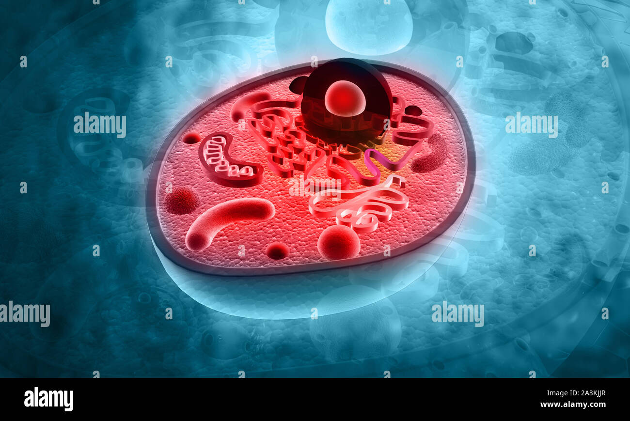 Diagramme de cellules animales Banque de photographies et d’images à ...