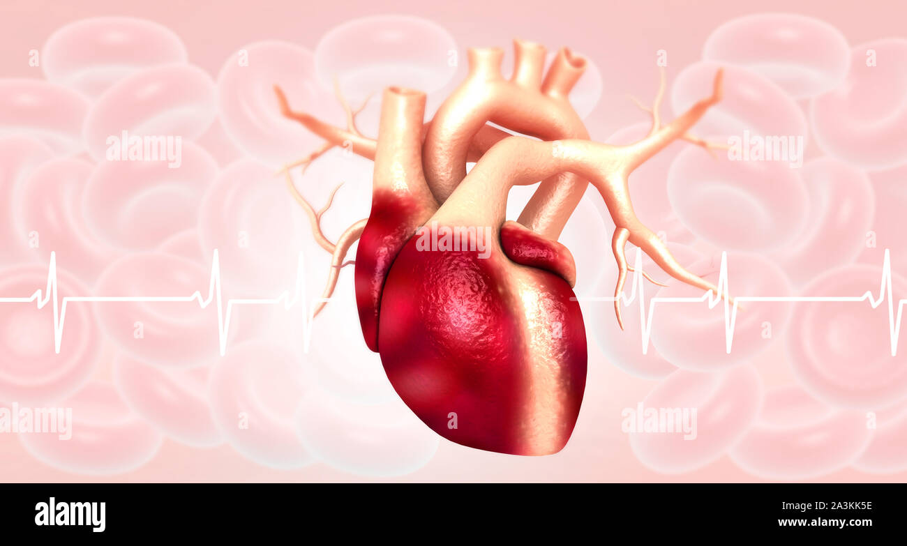 Anatomie du coeur humain. 3d illustration Photo Stock - Alamy