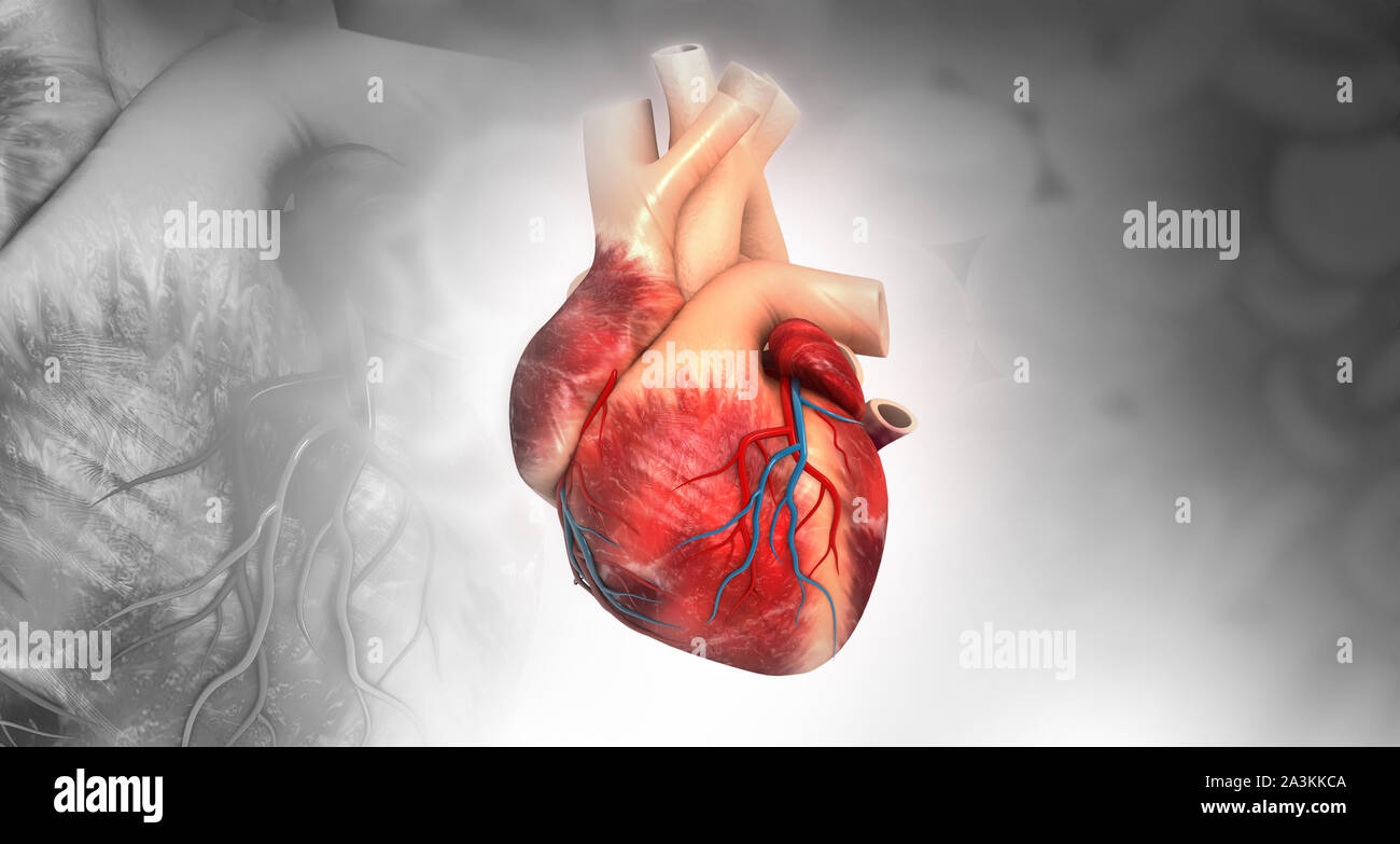Anatomie du coeur humain. 3d illustration Photo Stock - Alamy