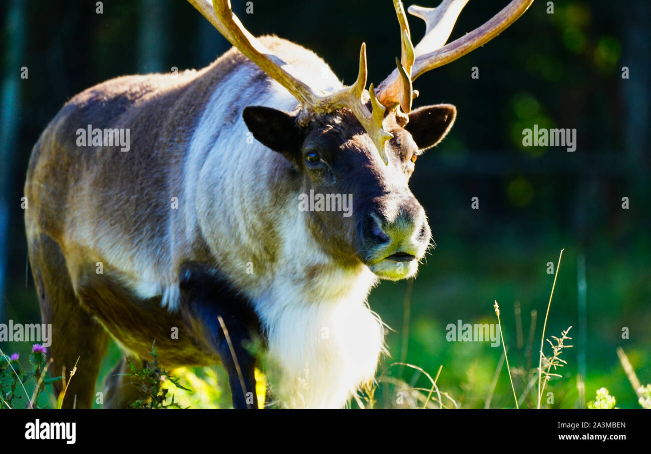 Caribous Canada Banque d'image et photos - Alamy