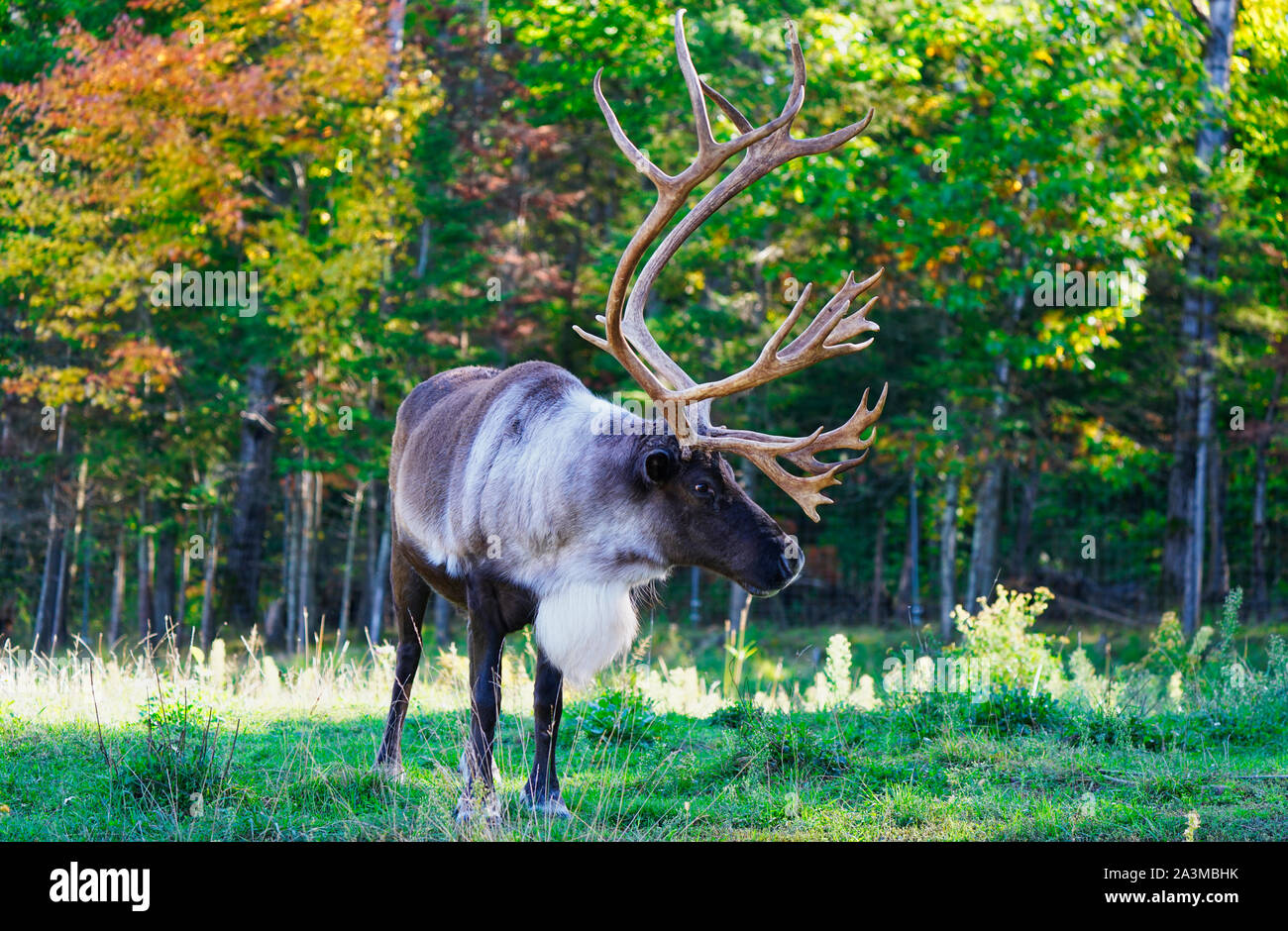 Caribous Canada Banque d'image et photos - Alamy