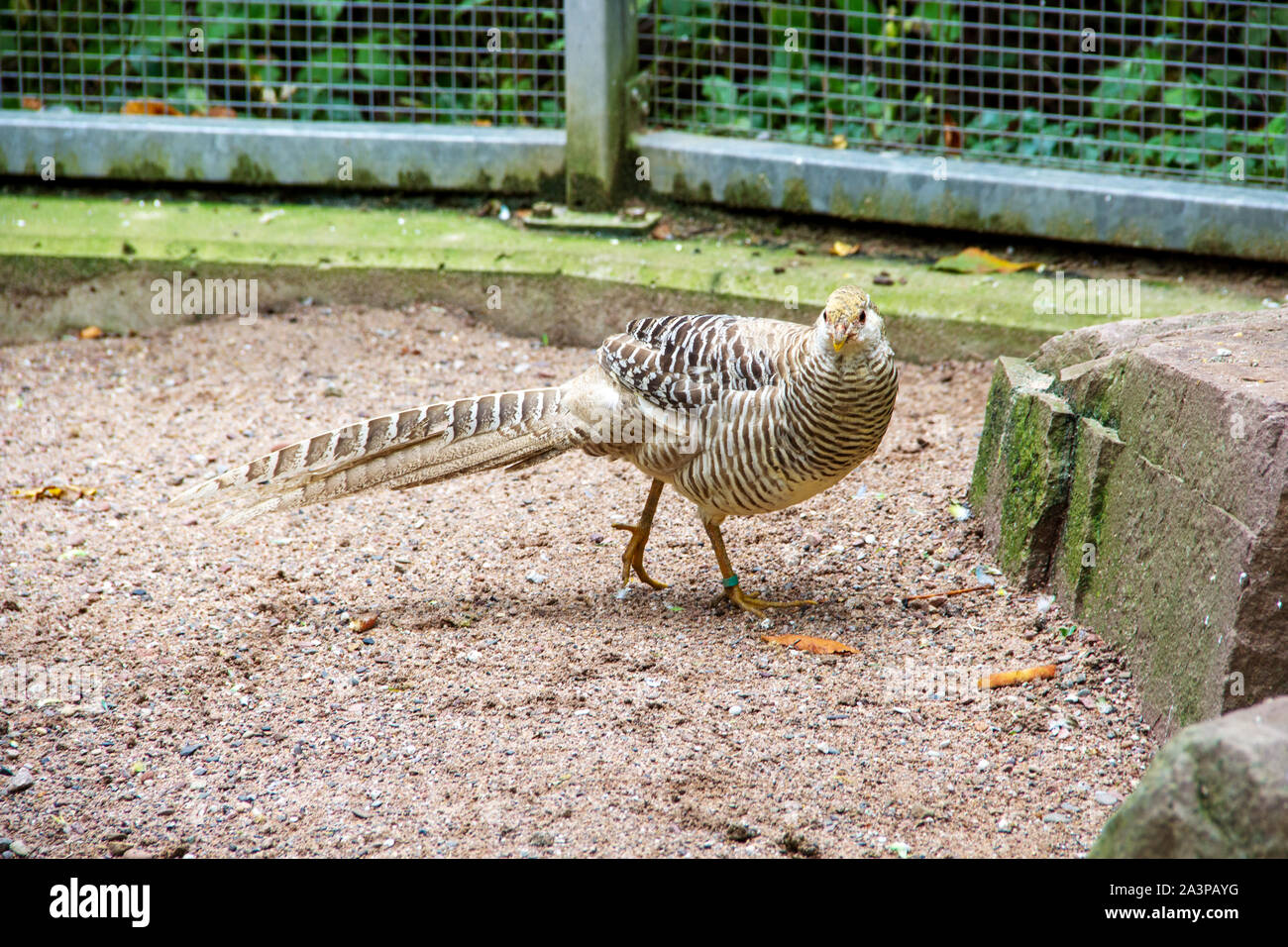 Faisan doré femelle Banque de photographies et d’images à haute ...
