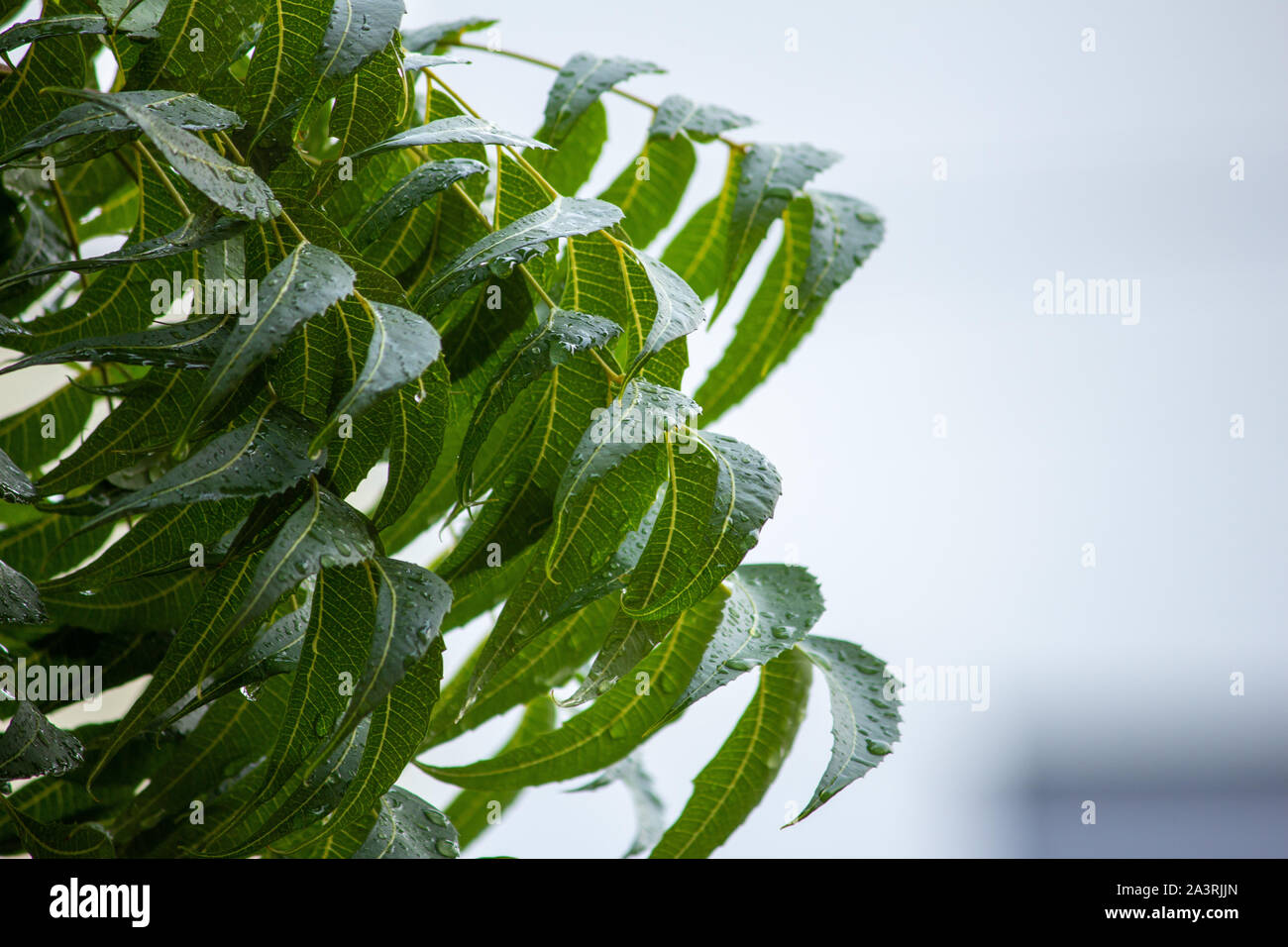Neem tree Banque de photographies et d’images à haute résolution - Alamy