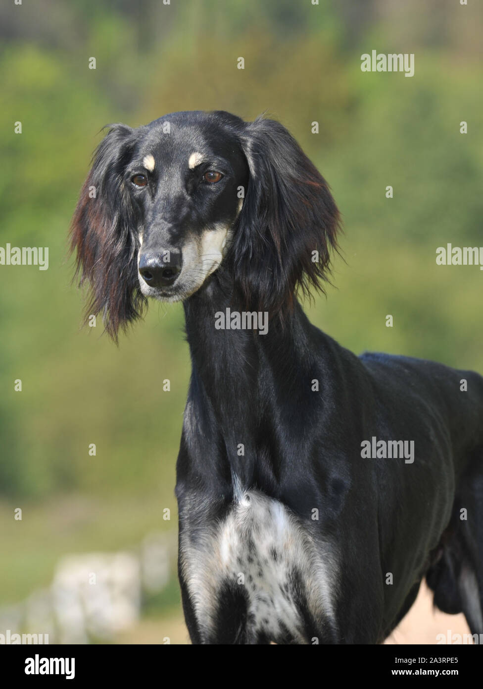 Chien De Chasse Arabe Banque d'image et photos - Alamy
