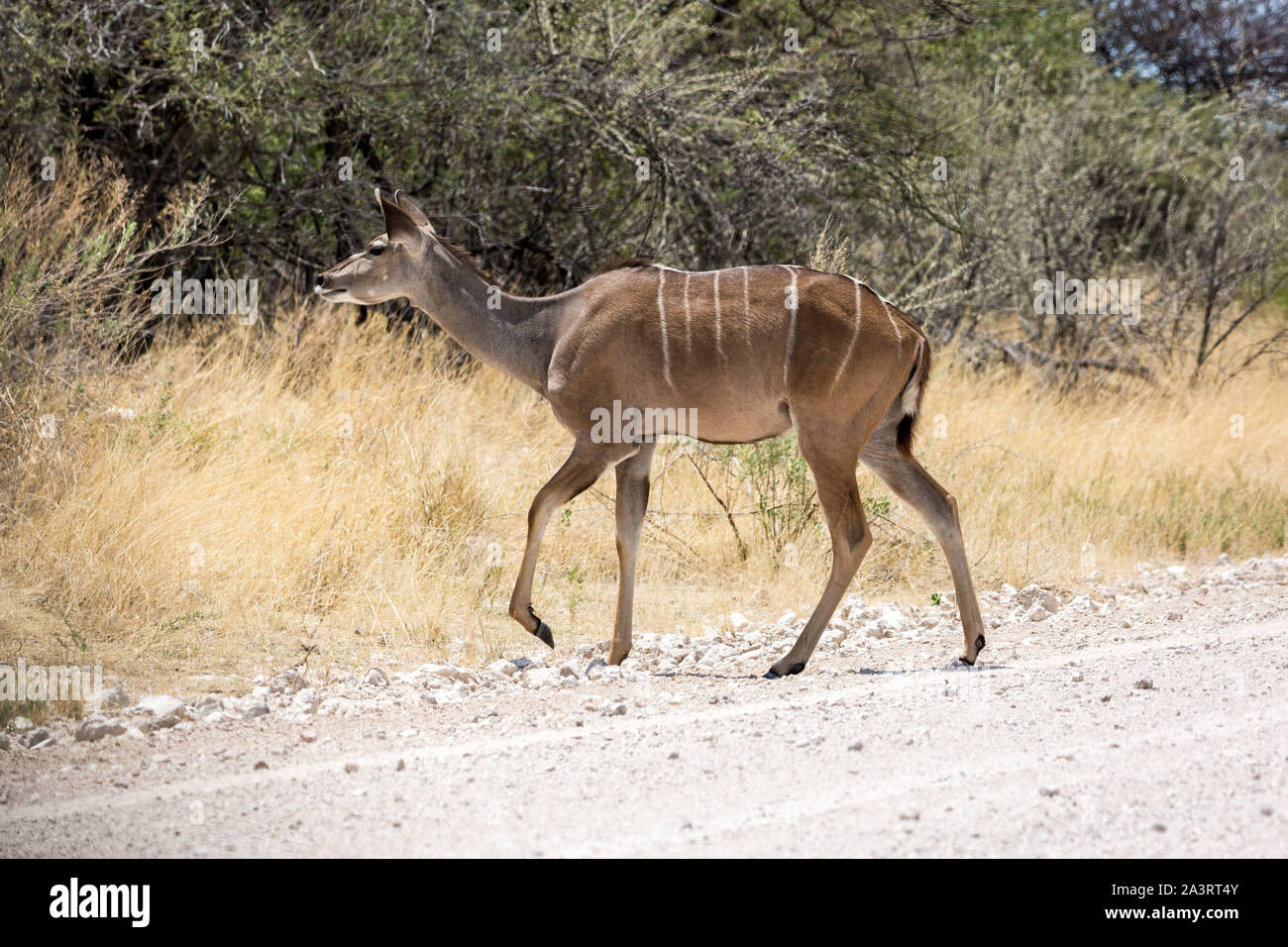 Grand Koudou traversant une route de gravier, la Namibie, l'Afrique ...