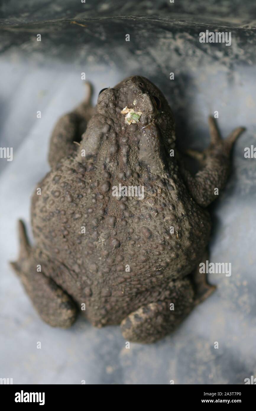 Crapaud commun poids Banque de photographies et d’images à haute ...