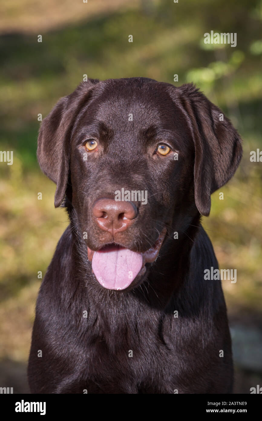 Drawing Labrador Dog Brown Banque d'image et photos - Alamy