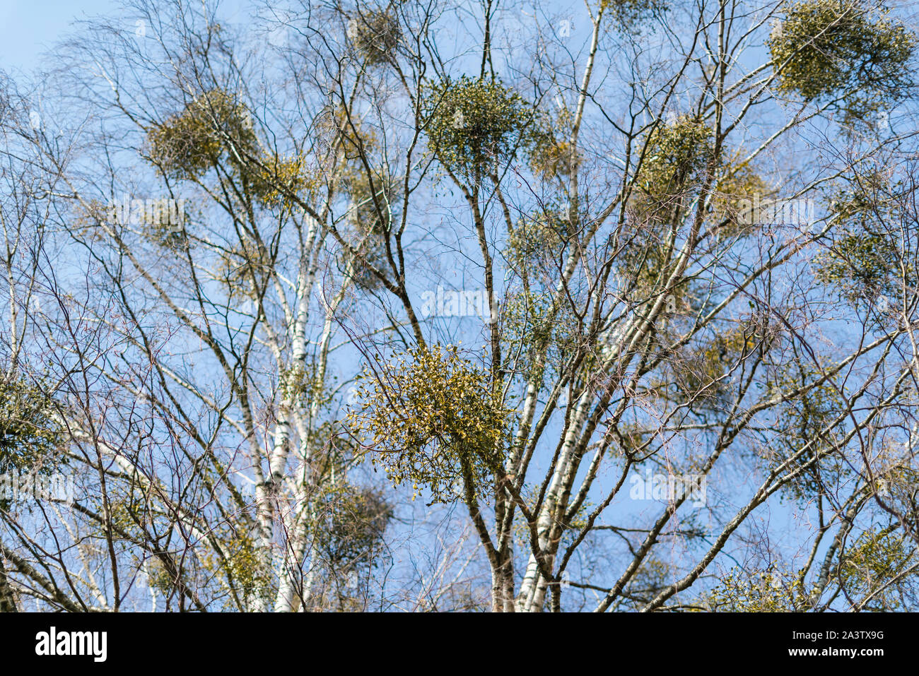 Dichotomous branching Banque de photographies et d’images à haute ...