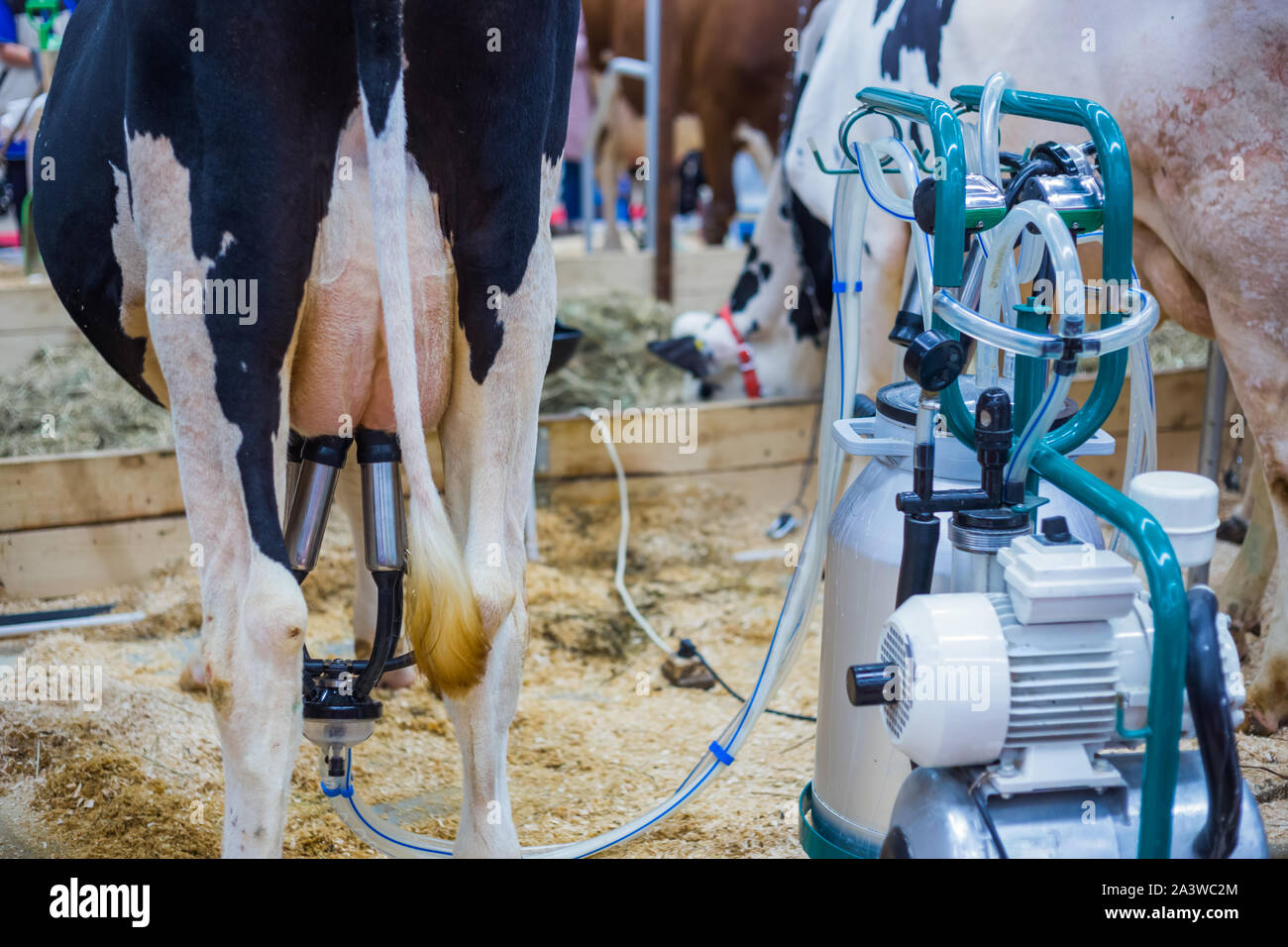 Traite Du Lait Banque d'image et photos - Alamy