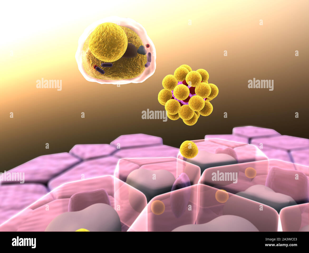Illustration de l'anatomie en cuir, les cellules adipeuses et d'idées ...