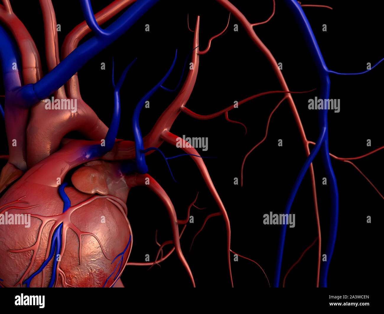 Coeur de l'homme, chemin complet inclus, l'anatomie cardiaque, 4K ...